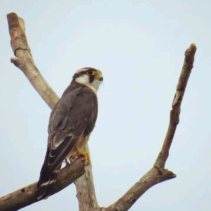 Aplomado Falcon from Santa Rita do Sapucaí on July 17, 2022 by Tainá ...