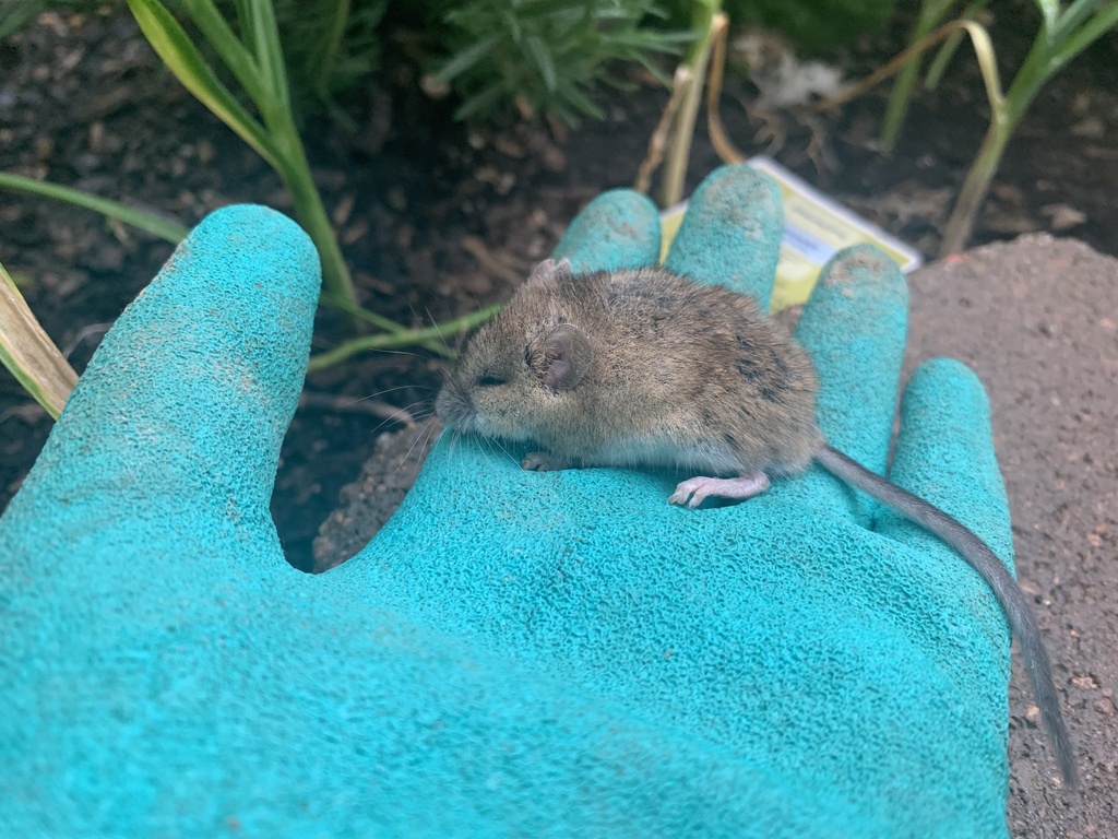 Olive-backed Pocket Mouse from Orion Ave, Erie, CO, US on September 21 ...