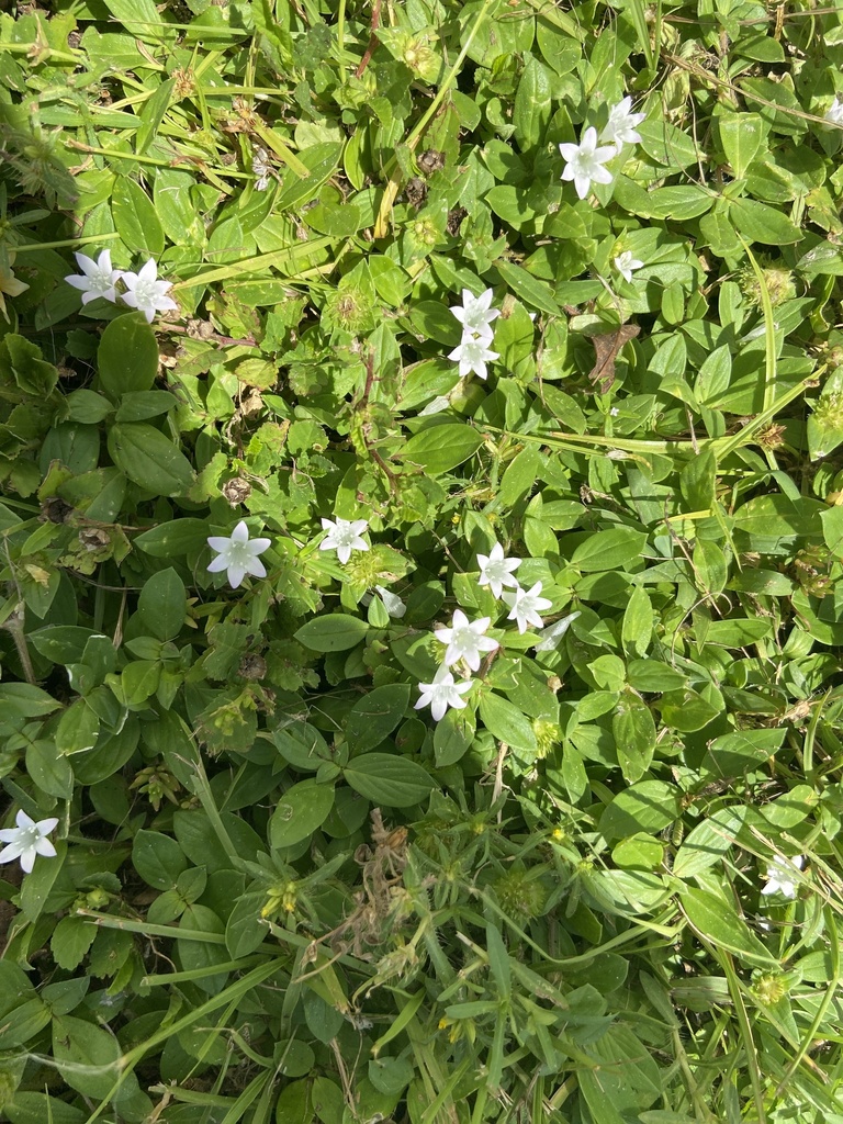 largeflower Mexican clover from Montague St, Tampa, FL, US on September ...