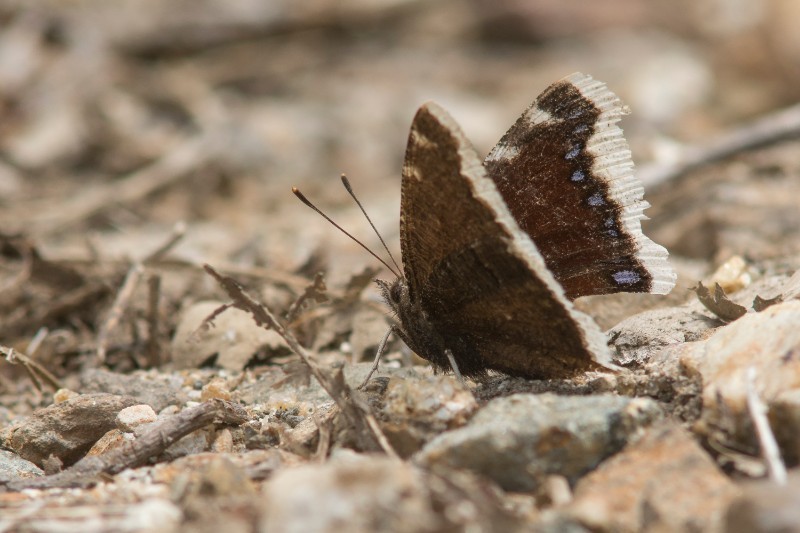 Mourning Cloak from Portugal - Estação da Biodiversidade - Lamas de Olo ...