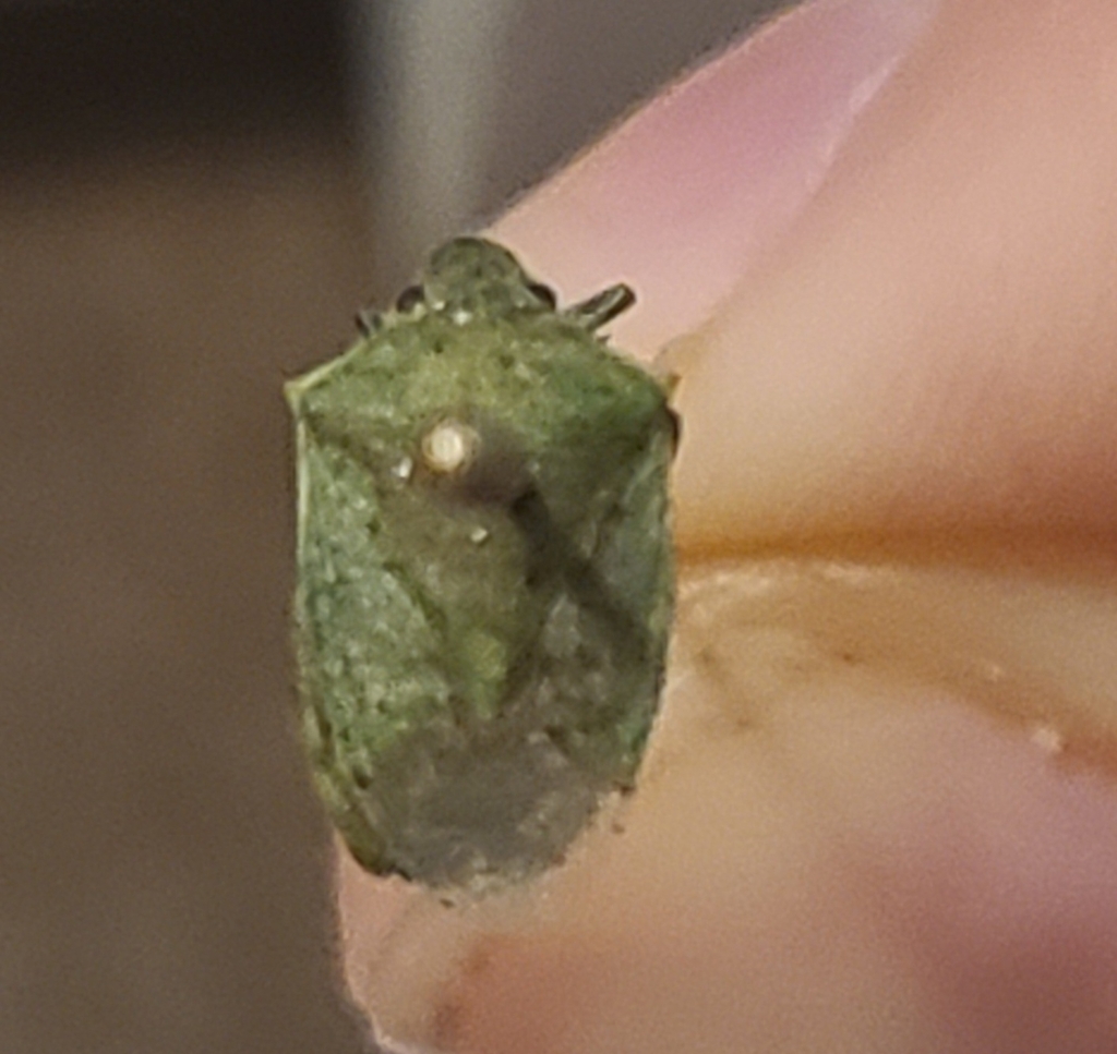 Insects from Riverside, Tempe, AZ 85281, USA on September 22, 2022 at ...