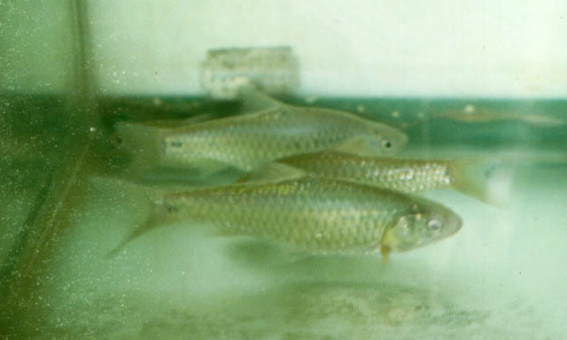 Barbodes tumba (Philippines Fishes) · iNaturalist