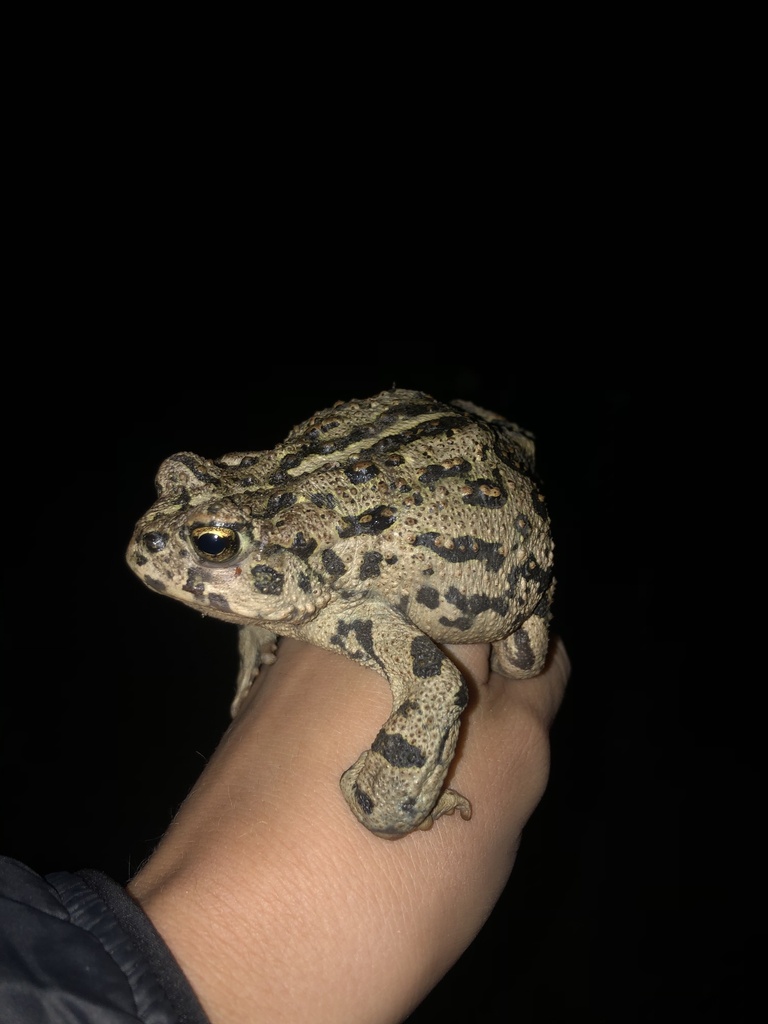 Western Toad from Six Rivers National Forest, Hoopa, CA, US on ...