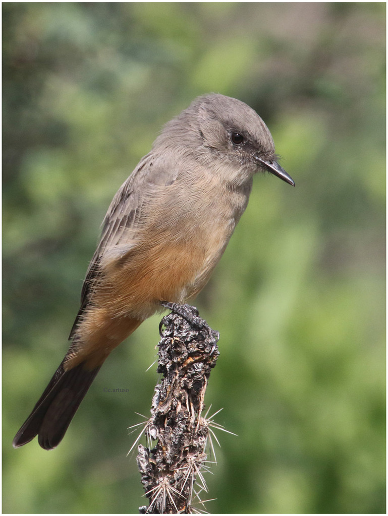 Say's Phoebe from Davis Mountains, Texas, U.S.A. on September 11, 2022 ...