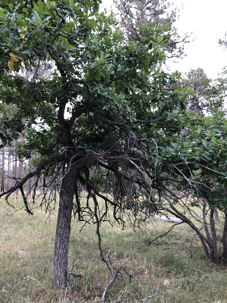 bur oak from Black Hills National Forest, Sundance, WY, US on September ...