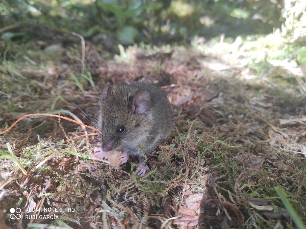 Oldfield Mice from Papallacta, Ecuador on September 13, 2022 at 08:39 ...