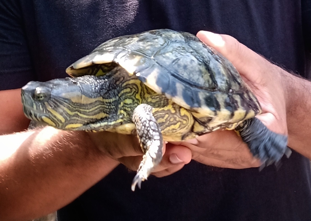 Maranhao Slider in September 2022 by Angelo Costa · iNaturalist