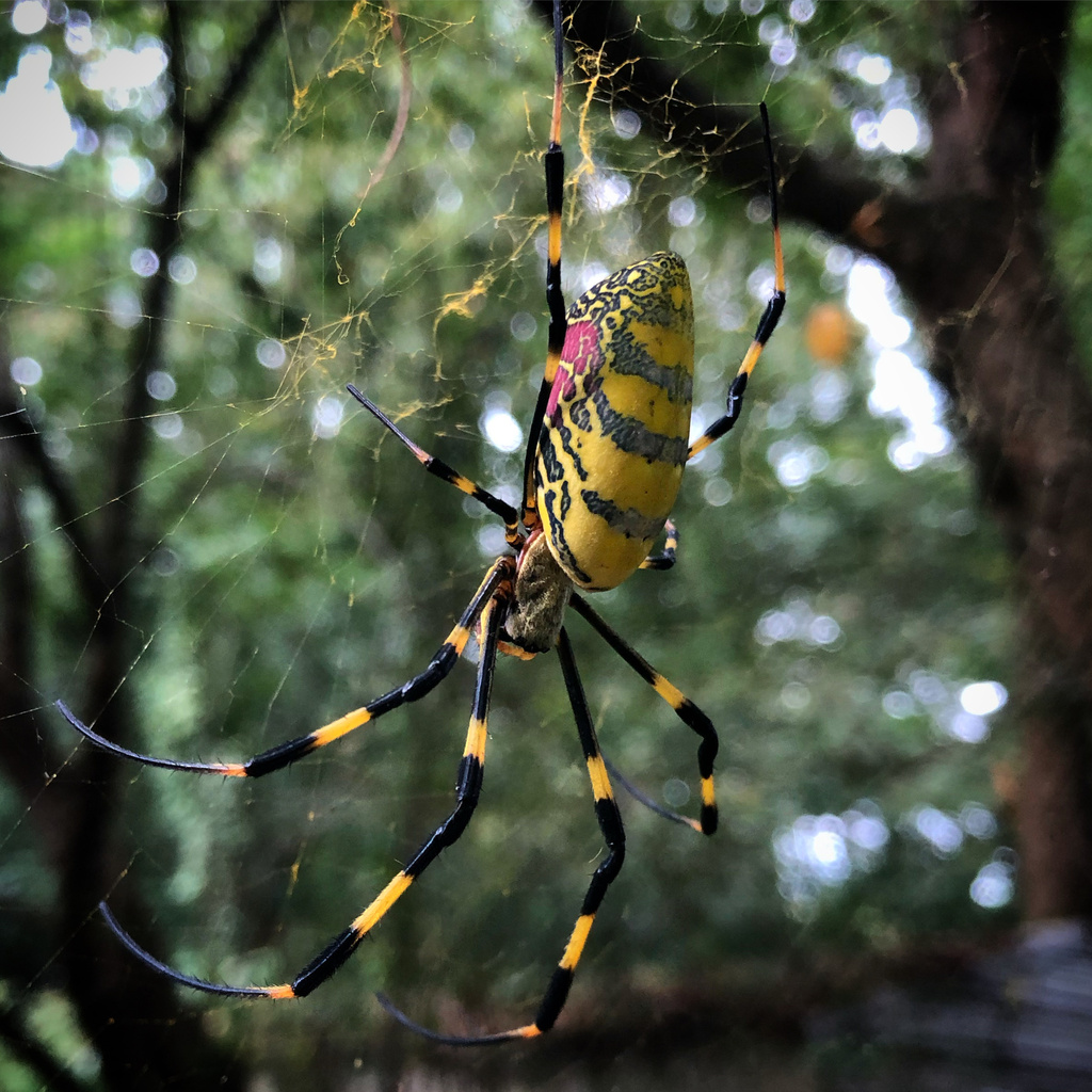 Joro Spider from Moncrief Cir, Decatur, GA, US on September 22, 2022 at ...