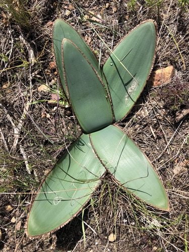 Observations by lumberzach · iNaturalist