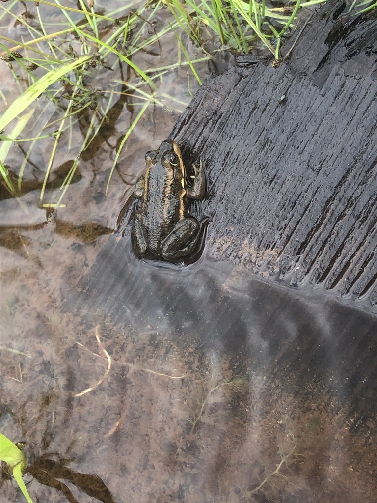 Carpenter Frog in September 2022 by Pauline Catling · iNaturalist