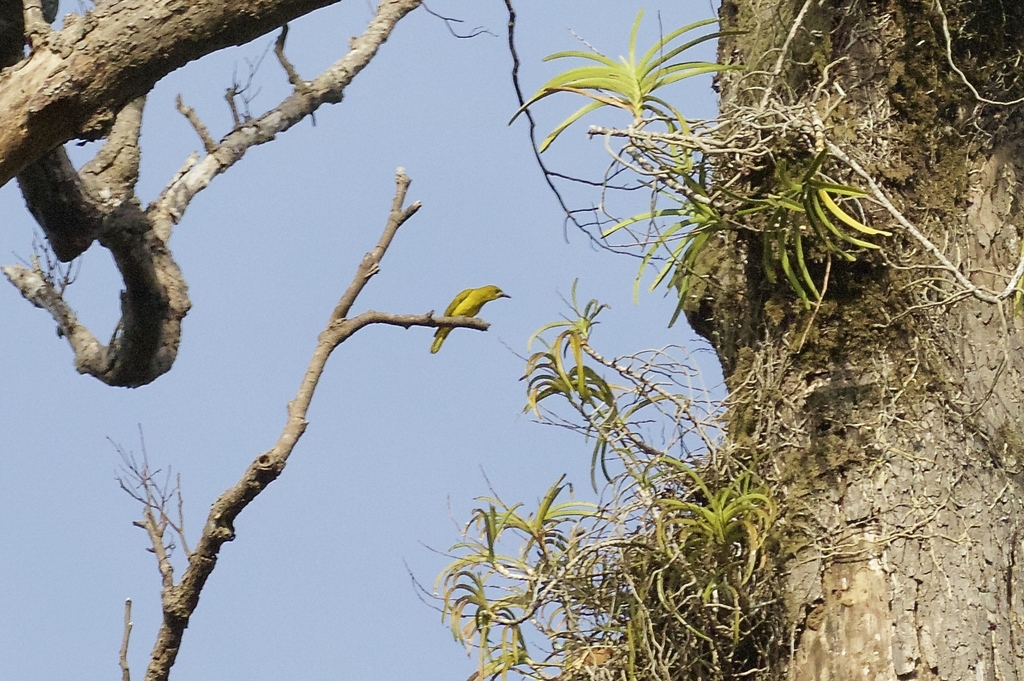 White-lored Oriole (Oriolus albiloris) - Avian Discovery