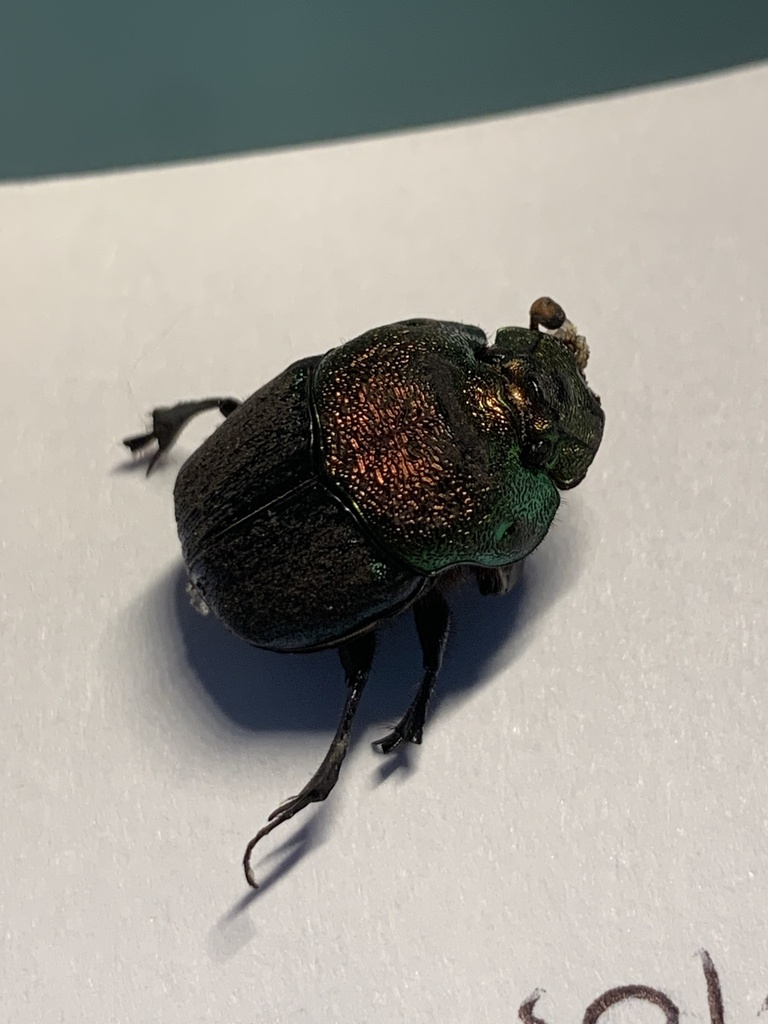 Rainbow Scarab from SW 63rd Circle Terr, Miami, FL, US on April 17 ...
