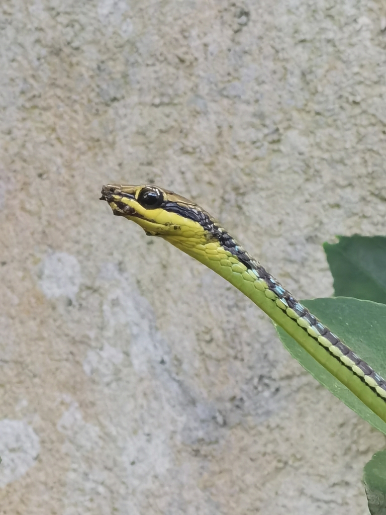 Philippines Bronzeback from magdum, tagum city on September 18, 2022 at ...
