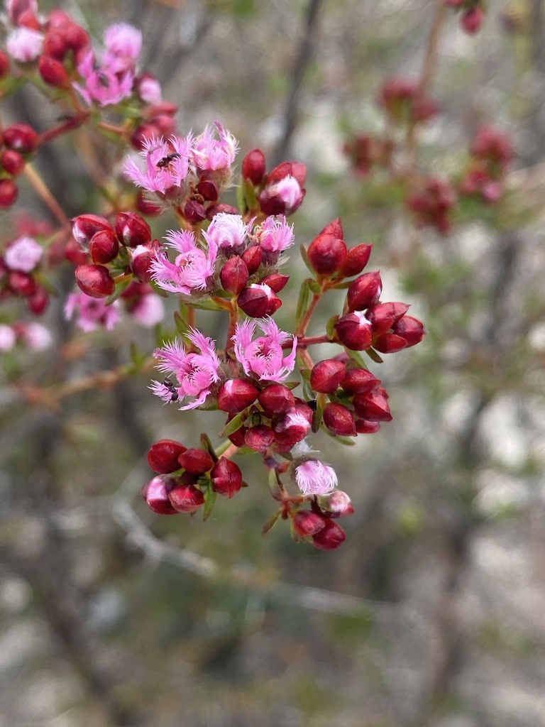 Compacted Featherflower from Marchagee Tk, Boothendarra, WA, AU on ...
