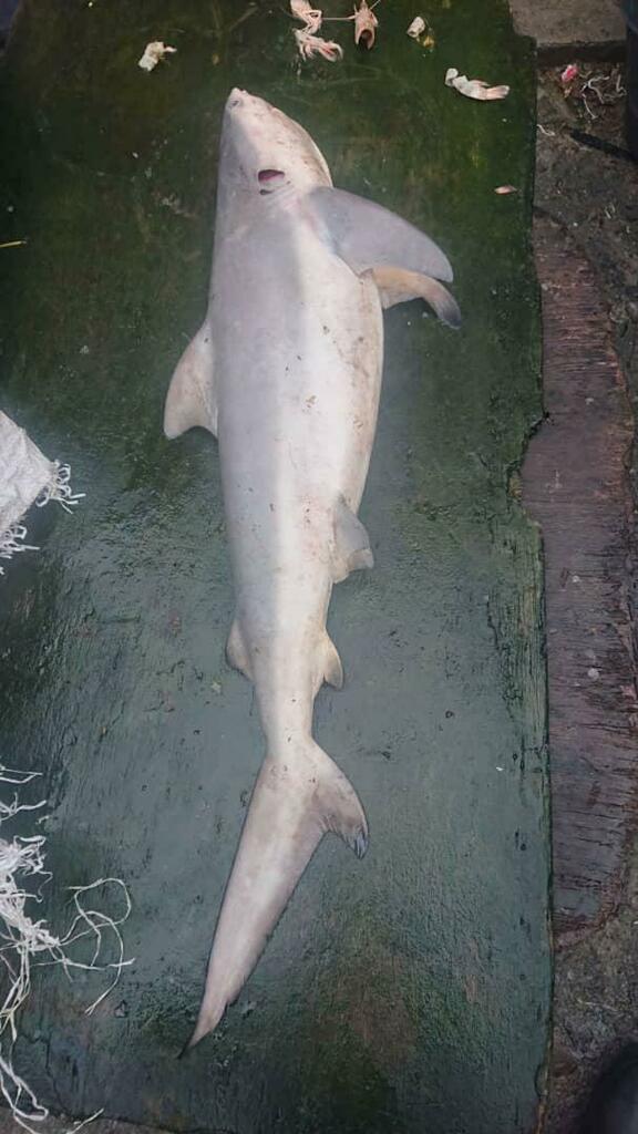 Typical Requiem Sharks from None on September 20, 2022 by Siren ...