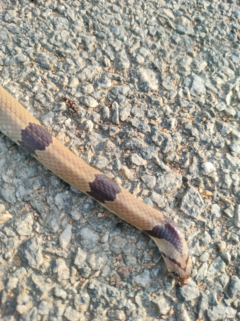 Banded kukri snake from Bus Stop, Bandarupalli, Andhra Pradesh 517619 ...