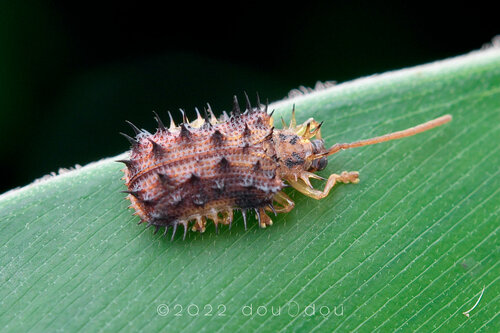 Dactylispa maculithorax · iNaturalist