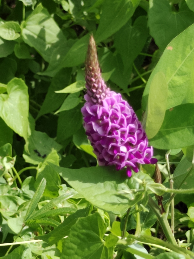 legumes from Nagaland 797106, India on September 23, 2022 at 12:53 PM ...