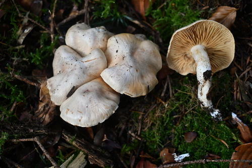 Thaxterogaster galeobdolon · iNaturalist