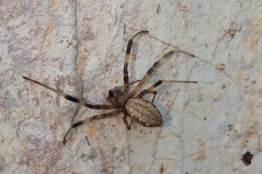 Asian Hermit Spider from Rancah on September 4, 2022 at 08:47 AM by ...