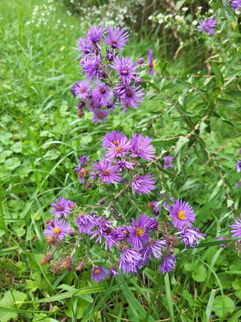 New England aster from Dane County, US-WI, US on September 21, 2022 at ...