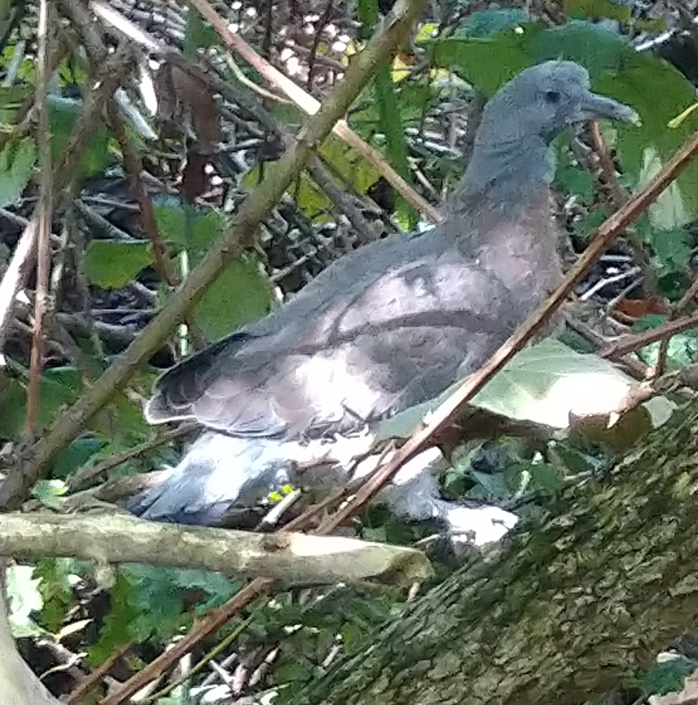 Common Wood-Pigeon from Prestbury, Cheltenham, Reino Unido on September ...