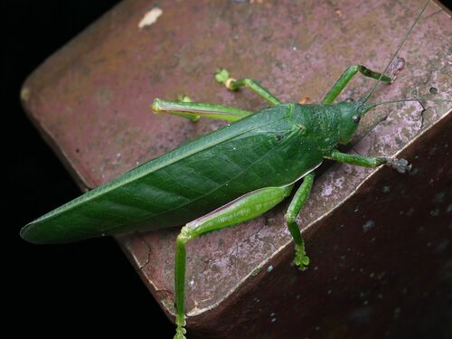 Phyllomimus tonkinae · iNaturalist