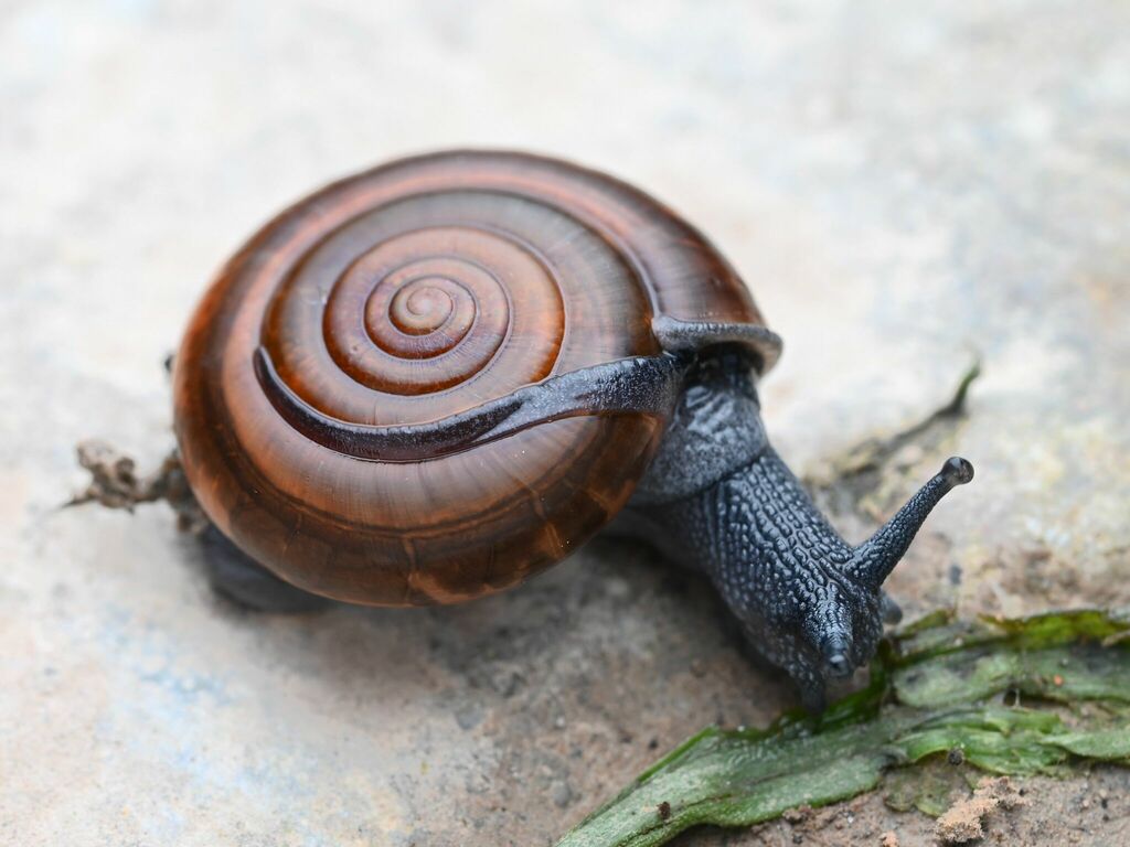 Sarika resplendens from 中国云南省西双版纳傣族自治州勐腊县 on September 22, 2022 at 11:39 PM by jiangyou ...