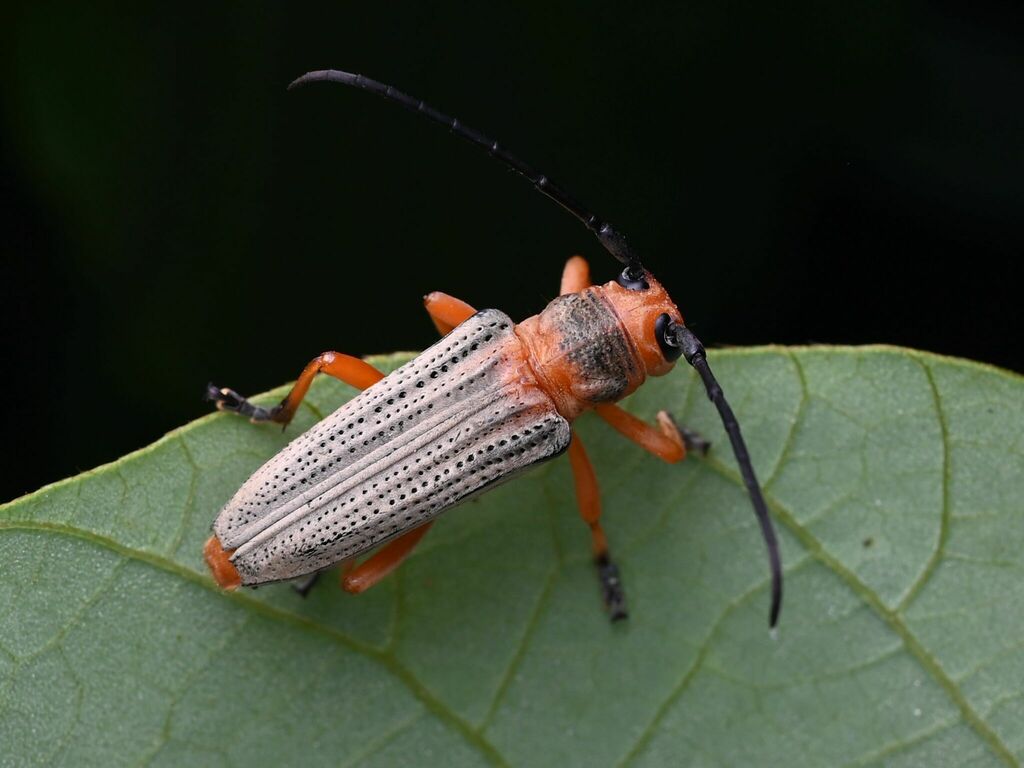 Stibara tricolor from 中国云南省西双版纳傣族自治州勐腊县 on September 22, 2022 at 11:54 ...