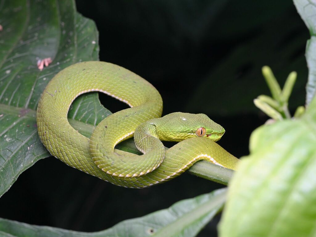 Pope’s Tree Viper from 中国云南省西双版纳傣族自治州勐腊县 on September 23, 2022 at 12:13 ...