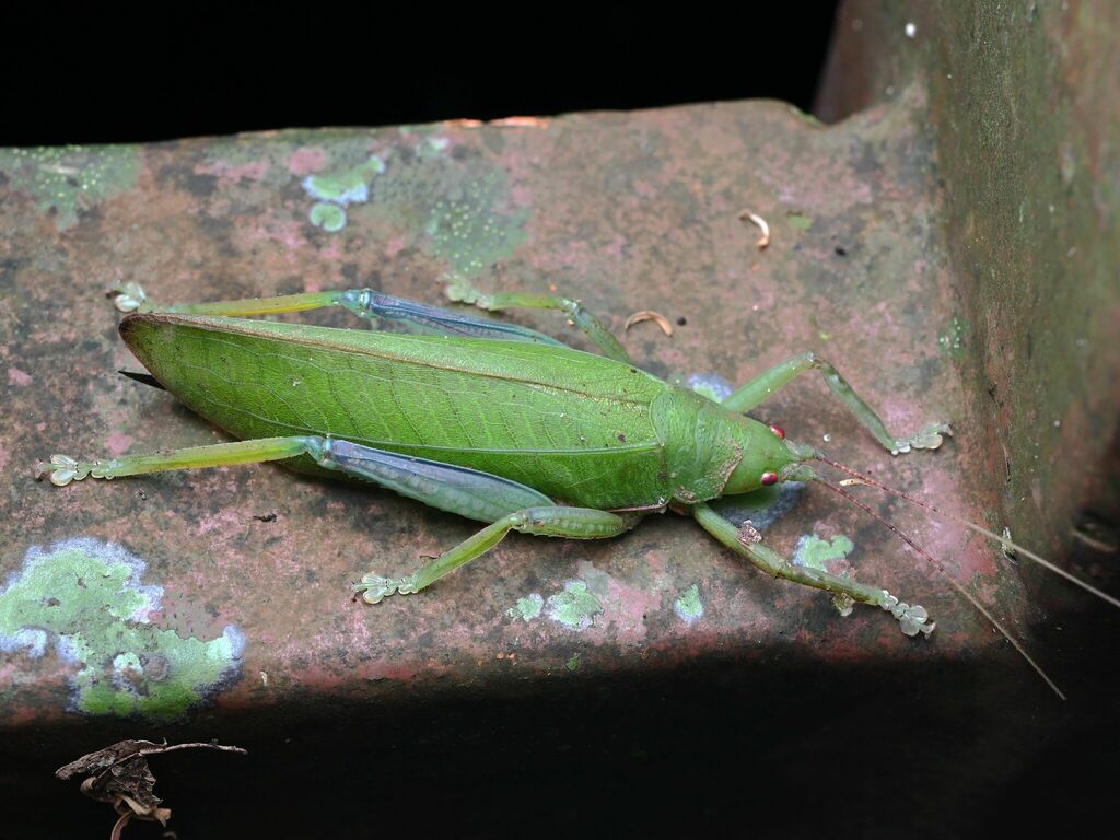 Phyllomimus tonkinae from 中国云南省西双版纳傣族自治州勐腊县 on September 23, 2022 at 01 ...