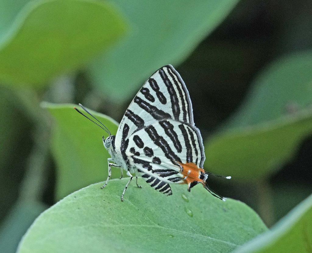 Club Silverline from 勐仑镇213国道中国科学院西双版纳热带植物园, 西双版纳傣族自治州, 云南省, CN on ...