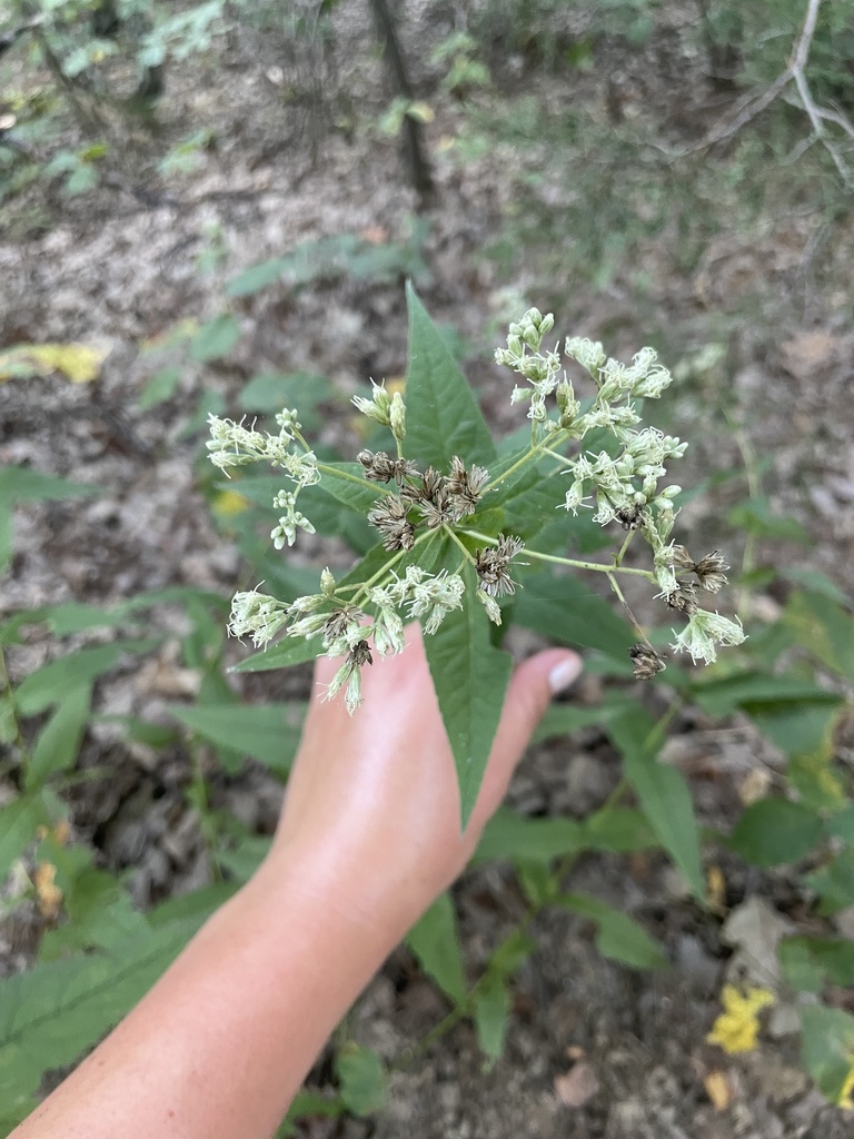 bonesets from George Washington & Jefferson National Forests, Front ...