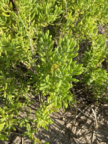 Observations by relampago · iNaturalist