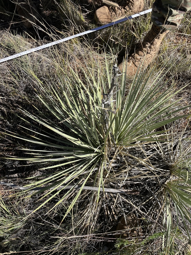 Small Soapweed Yucca from United States Air Force Academy, Usaf Academy ...