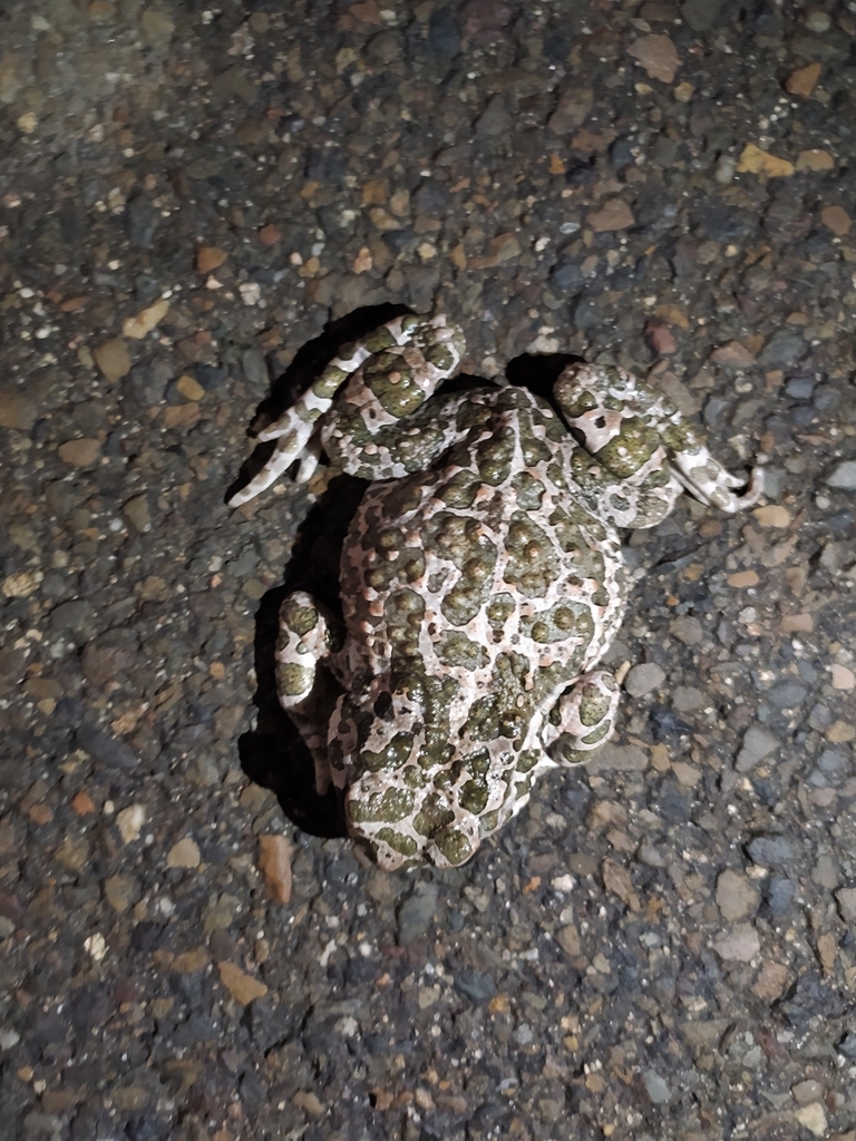 Balearic Green Toad from 09099 Uras OR, Italia on September 22, 2022 at ...