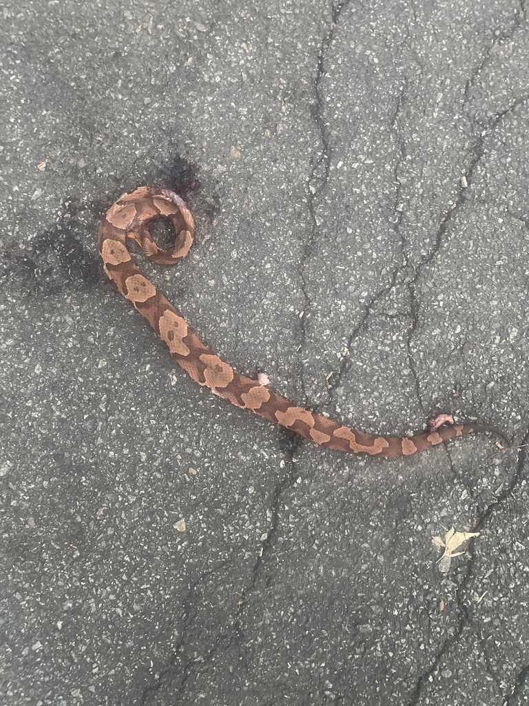 Eastern Copperhead from W Shore Dr, Bloomingdale, NJ, US on August 29 ...