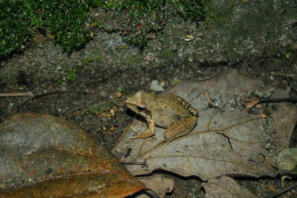Chaochiao Frog from 中国四川省德阳市什邡市 on July 22, 2022 at 03:08 AM by Heron ...