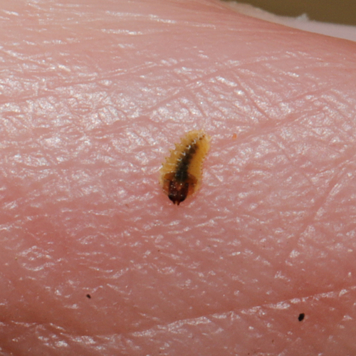 Tachygonus fulvipes · iNaturalist