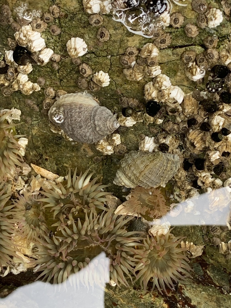 Striped Dogwinkle from Hollywood Pl, Victoria, BC, CA on September 23 ...