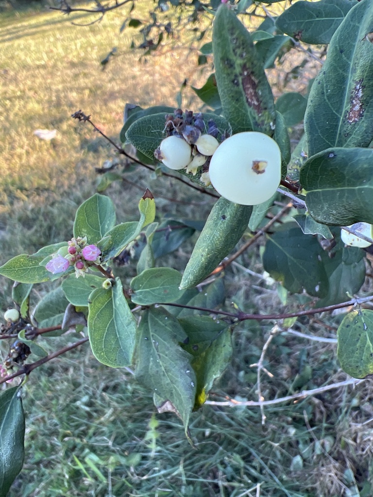 Common Snowberry from Great Lakes Waterfront Trail, Ajax, ON, CA on ...