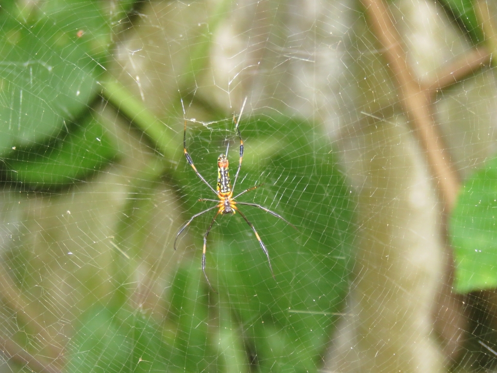 Giant Golden Orbweaver from 香港 on September 17, 2022 at 05:02 PM by ...