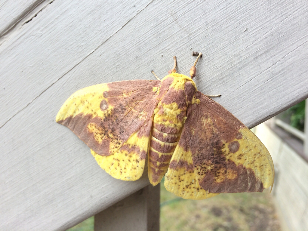 Imperial Moth in August 2015 by Jonah Evans · iNaturalist
