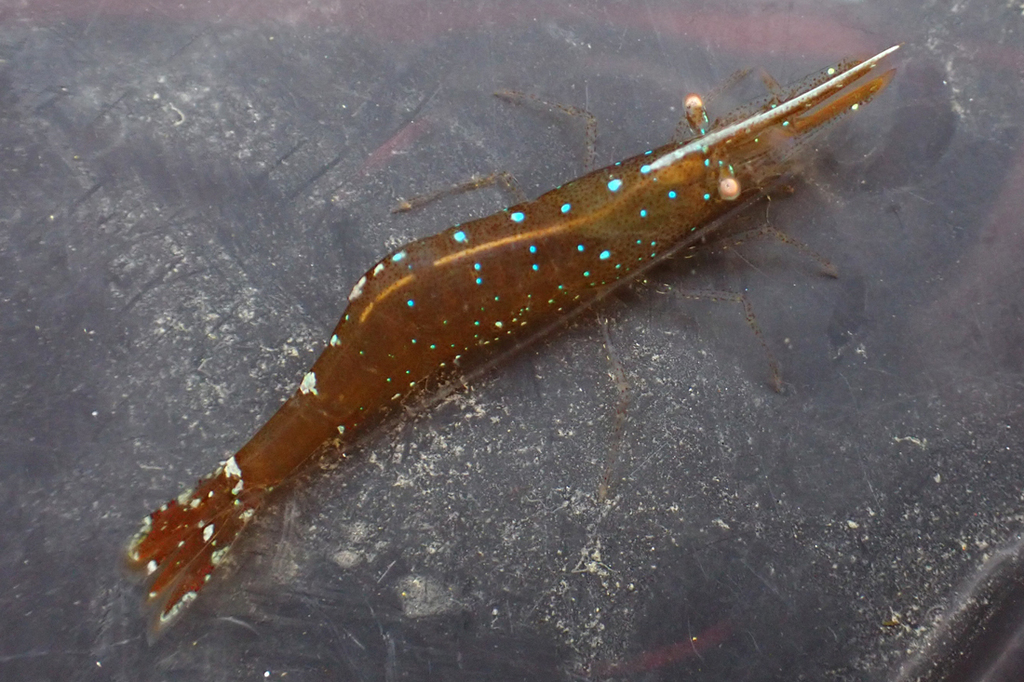 stiletto coastal shrimp from Island County, WA, USA on September 23 ...