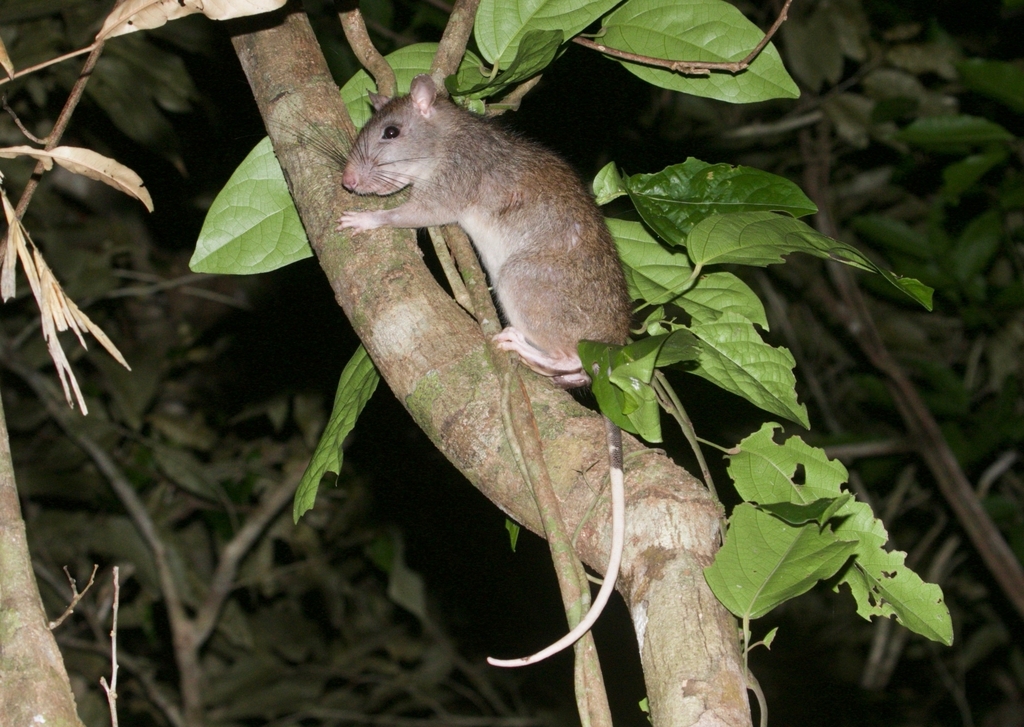 White-tailed Giant Rat from LOT 439 Tulip Oak Rd, Cow Bay QLD 4873 ...