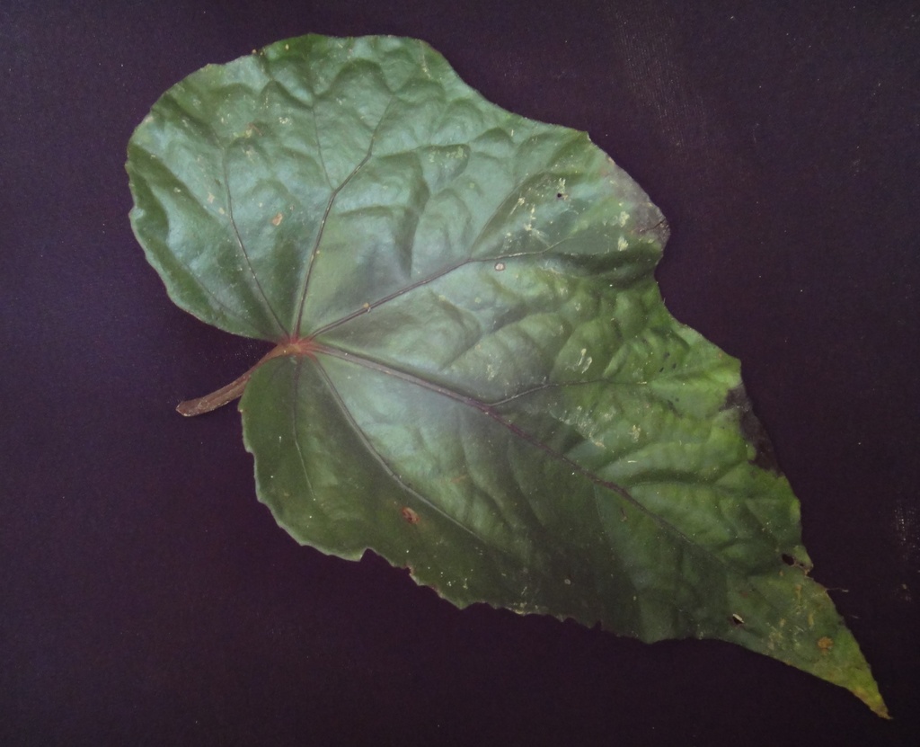 Begonia handelii from Luang Prabang Province, Laos on August 17, 2018 ...