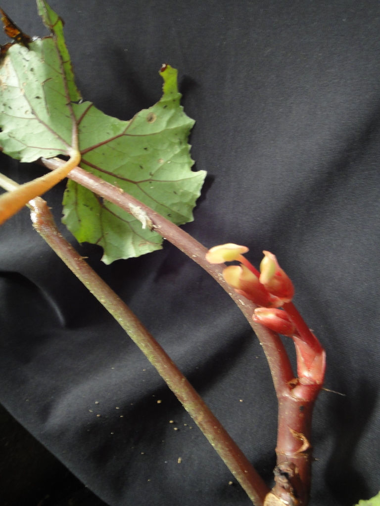 Begonia handelii from Luang Prabang Province, Laos on August 17, 2018 ...