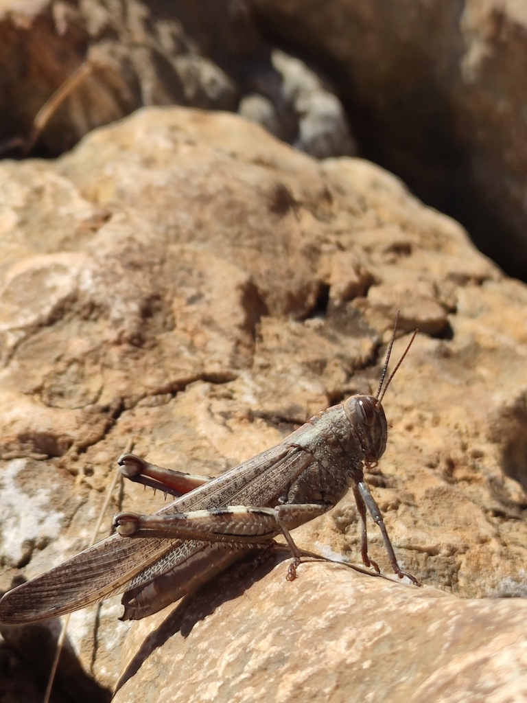 Egyptian Bird Grasshopper from Krk on September 23, 2022 at 02:55 PM by ...