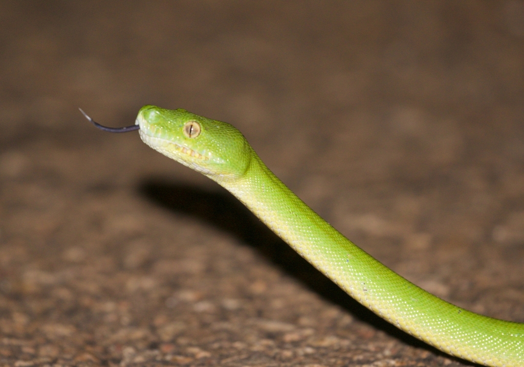 Southern Green Python from Lockhart QLD 4892, Australia on July 29 ...
