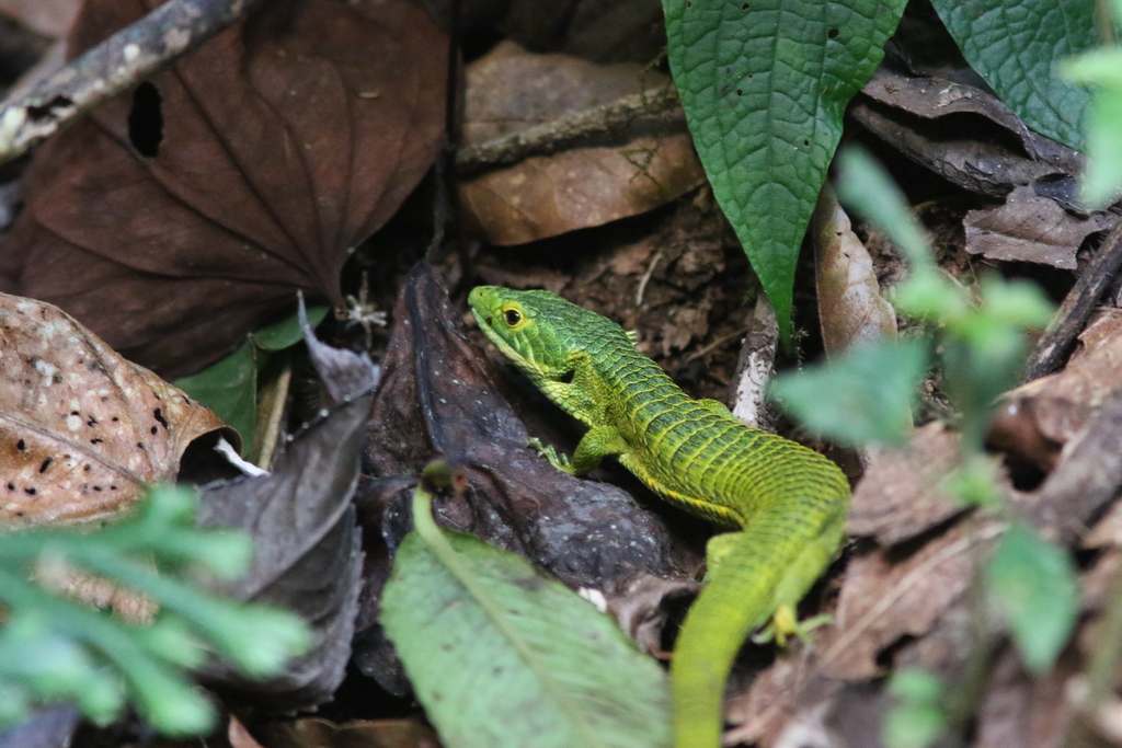 Smith's Arboreal Alligator Lizard from Ángel Albino Corzo, Chis ...